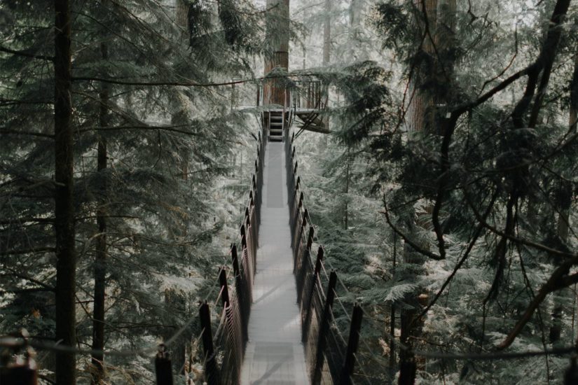 The World’s Best Tree Top Walks & Canopy Walkways (2021)