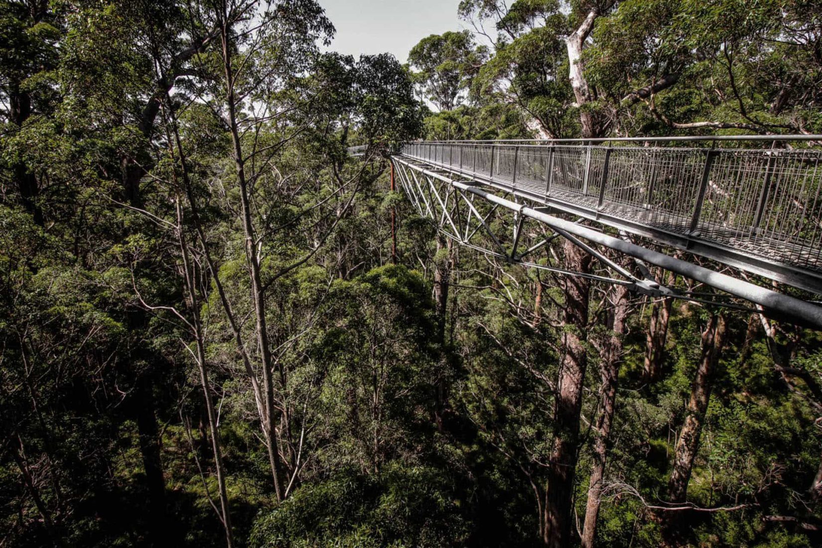 The World’s Best Tree Top Walks & Canopy Walkways (2021)