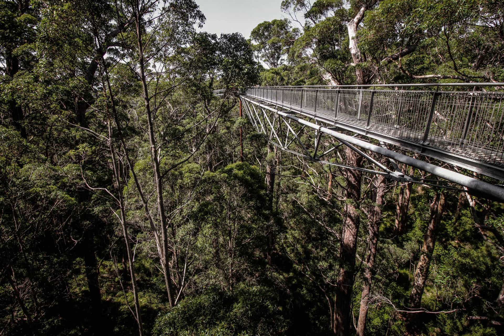 The World’s Best Tree Top Walks & Canopy Walkways (2021)