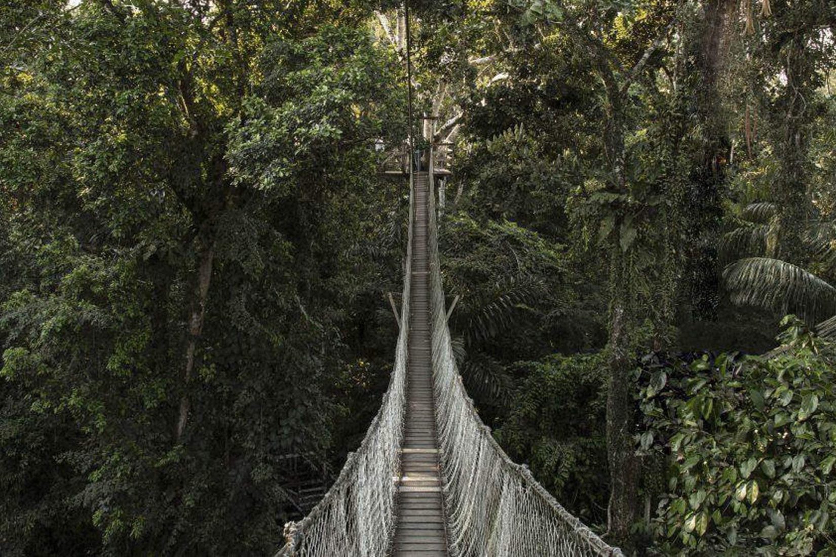 The World’s Best Tree Top Walks & Canopy Walkways (2021)