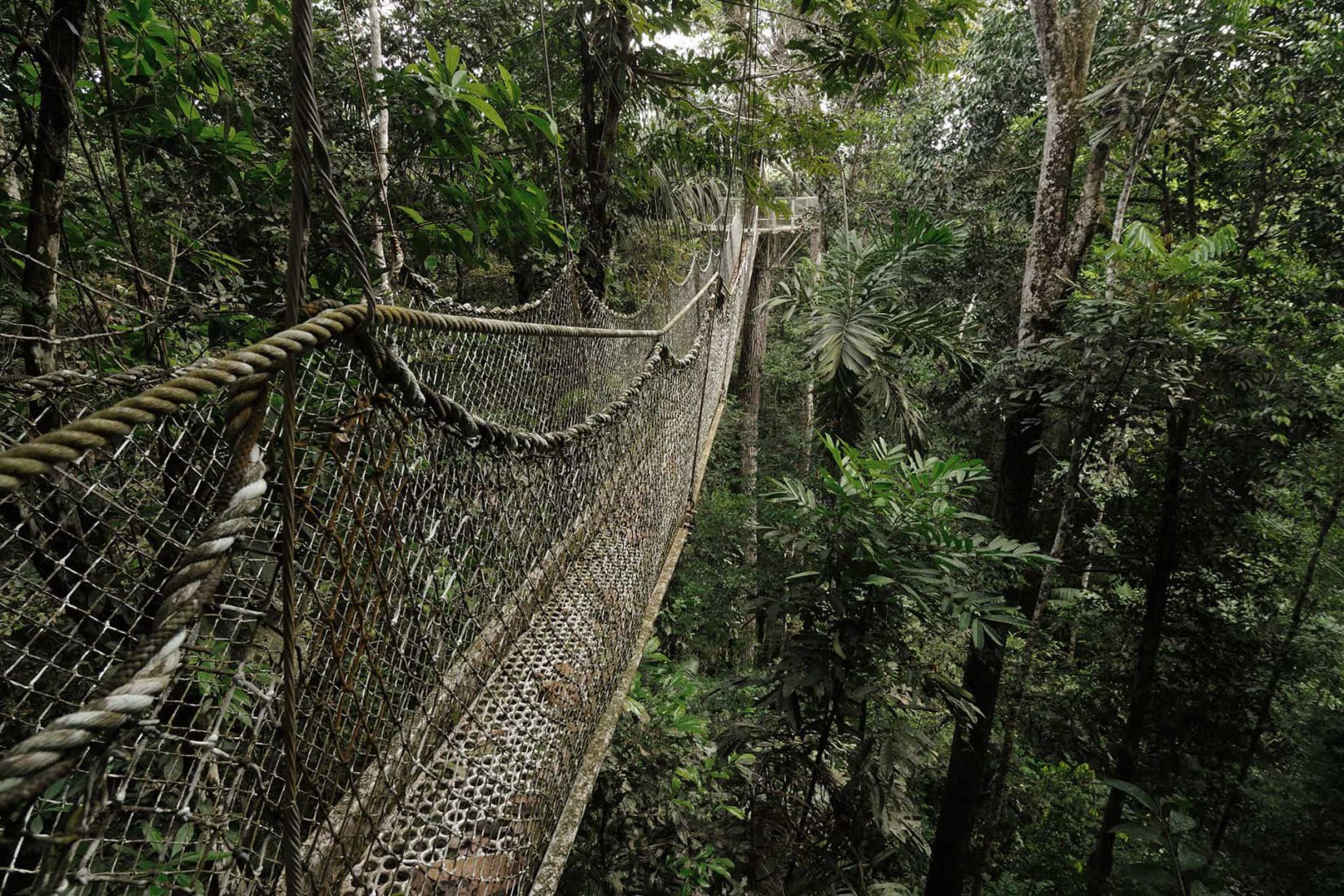 The World’s Best Tree Top Walks & Canopy Walkways (2021)