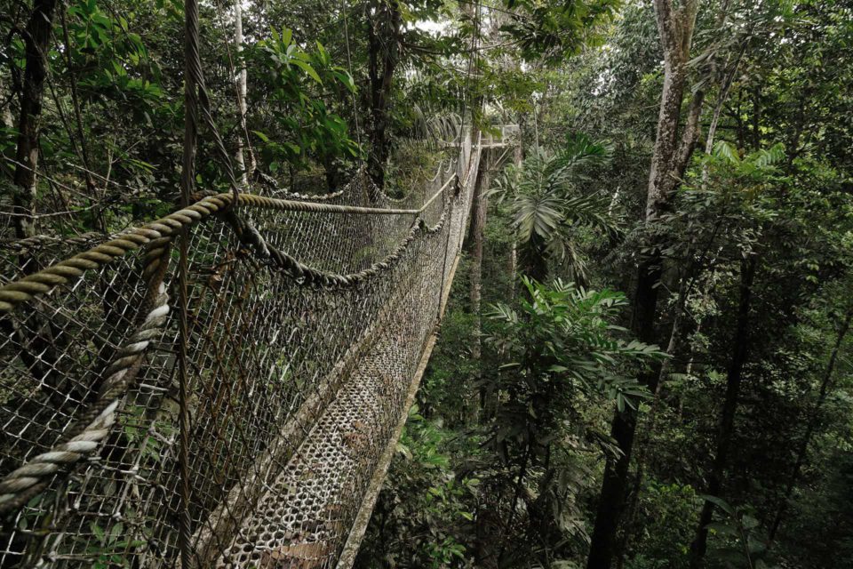 The World’s Best Tree Top Walks & Canopy Walkways (2021)