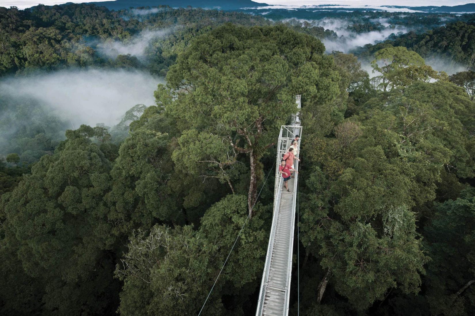 The World’s Best Tree Top Walks & Canopy Walkways (2021)